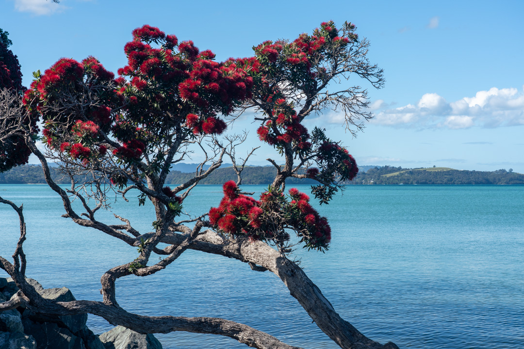 History | Algies Bay